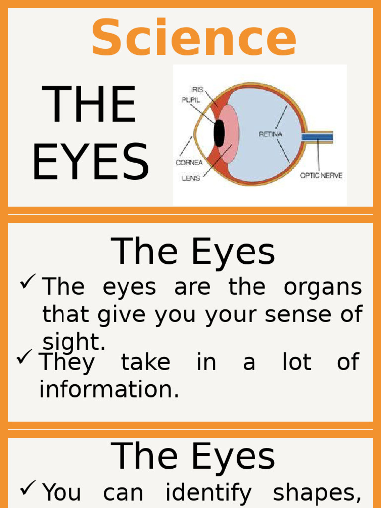 Science 3-Lesson (The Eyes) | PDF