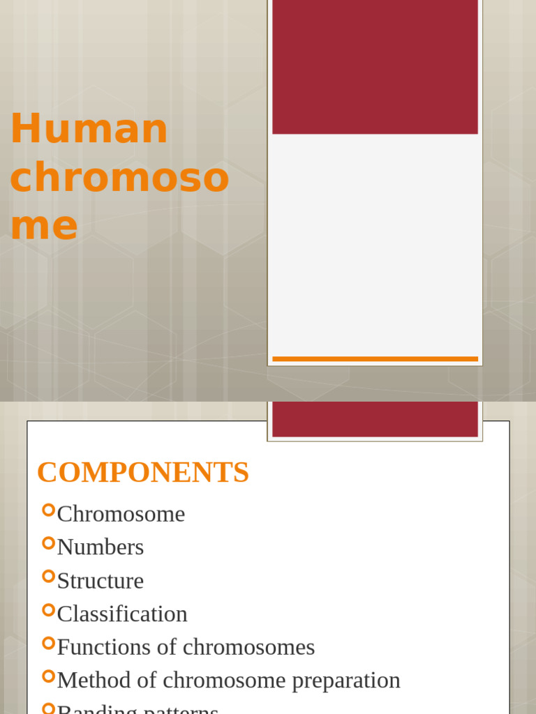 Human Chromosome PG Final Yr Presentation1 | PDF | Chromosome | Cell Nucleus