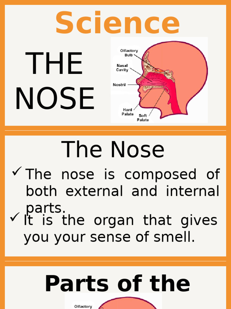 Science 3-Lesson (The Nose) | PDF
