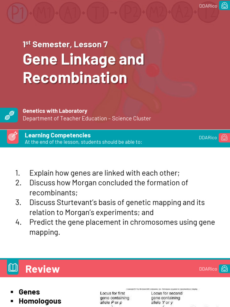 Gene Linkage & Recombination Guide | PDF | Genetic Linkage | Genetic ...