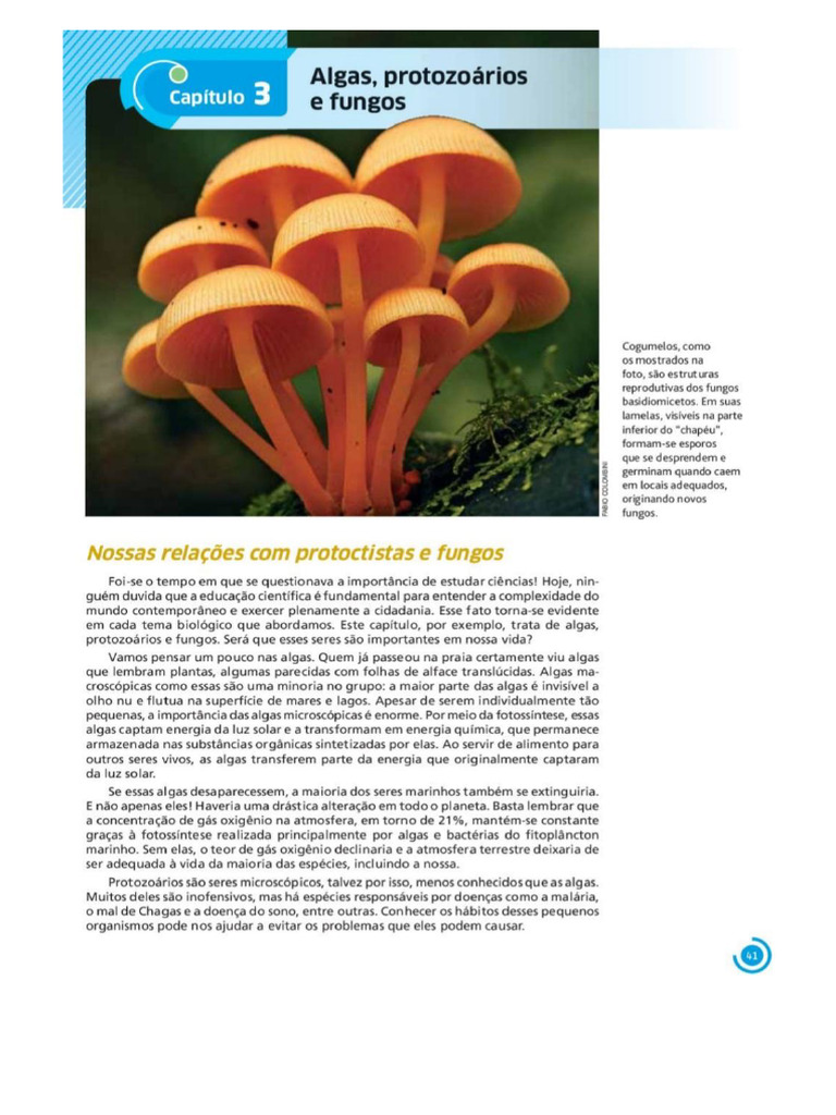 Cap.3 Algas Fungos | PDF