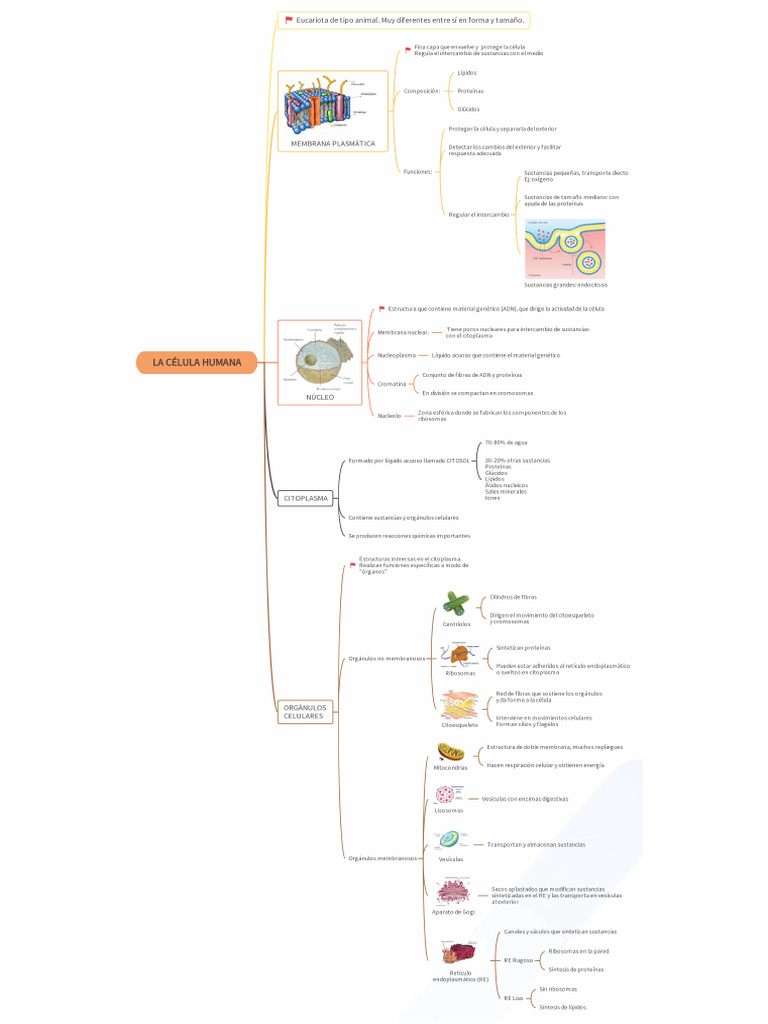 Esquema Celula Humana | PDF