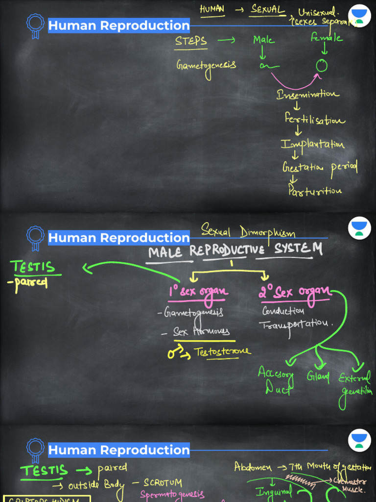 -L1- - Human Reproduction HD | PDF | Endocrine System | Reproductive System