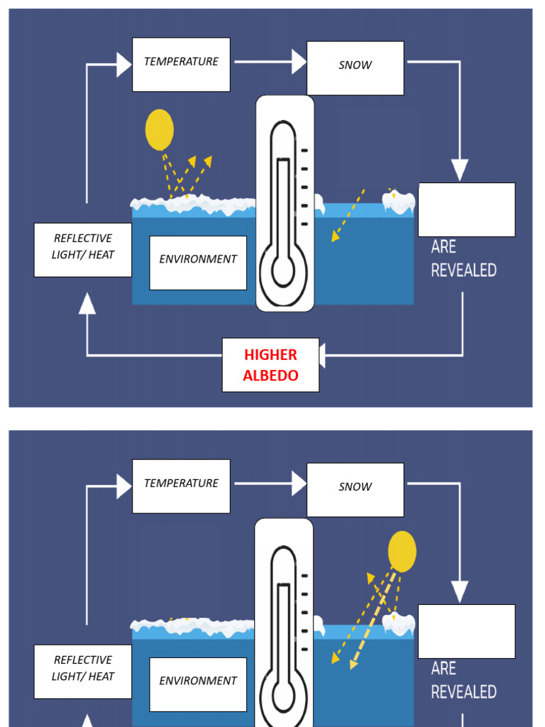 Lesson 1.Activity.Positive and Negative Feedback | PDF
