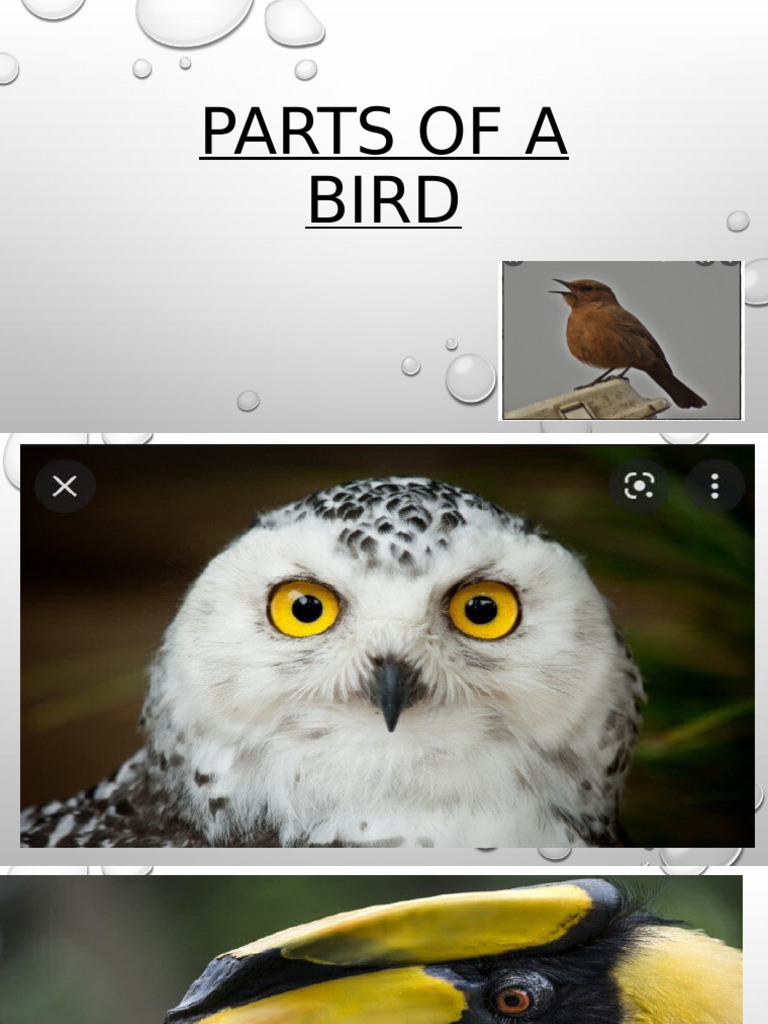 Bird | PDF