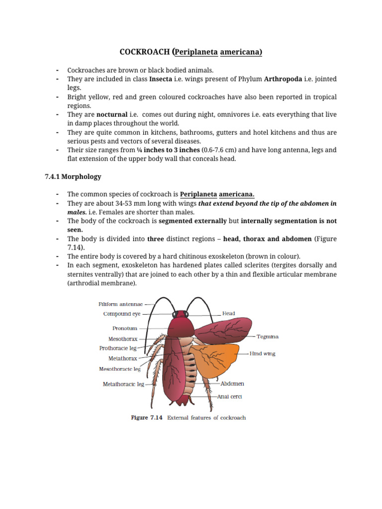 COCKROACH | PDF | Digestion | Anatomy
