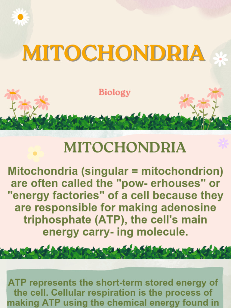 Biology 1 Mitochondria | PDF | Science & Mathematics
