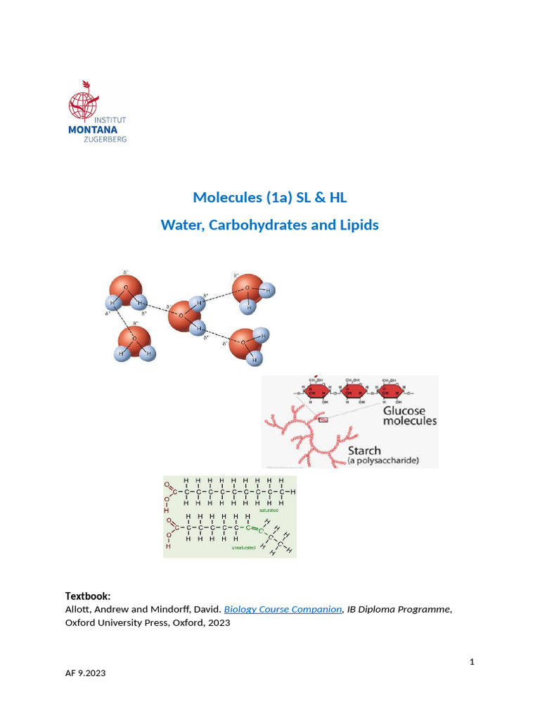 Molecules 1a SL HL Water Carbs Lipids MS | PDF | Chemical Bond | Water