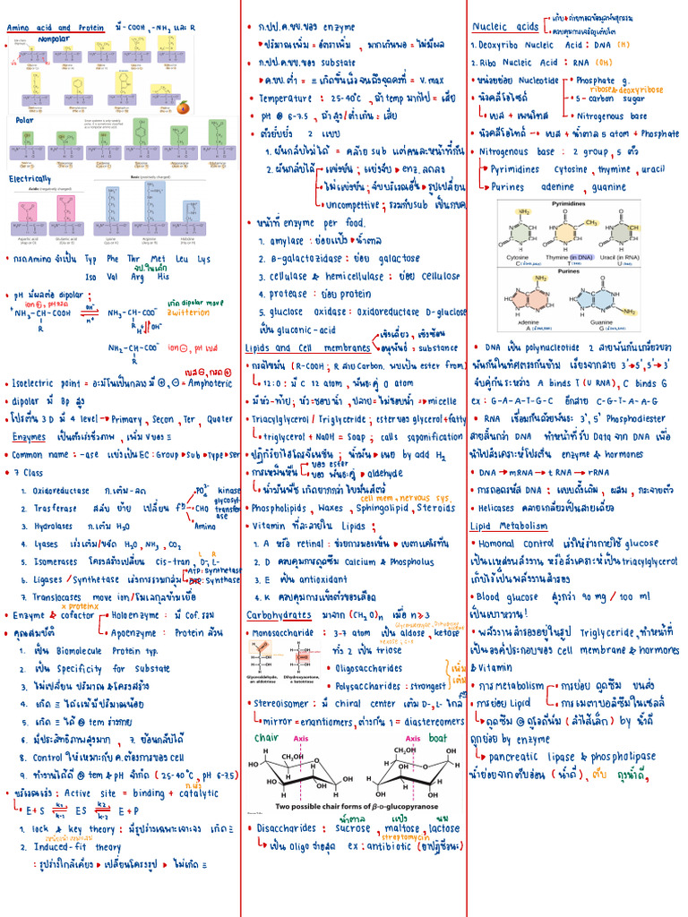 Bio-chem Final | PDF