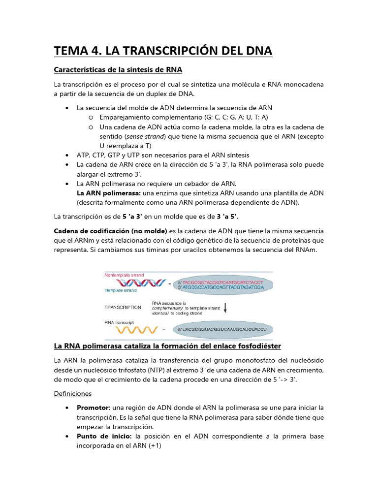 TEMA 4 | PDF | Rna | Adn