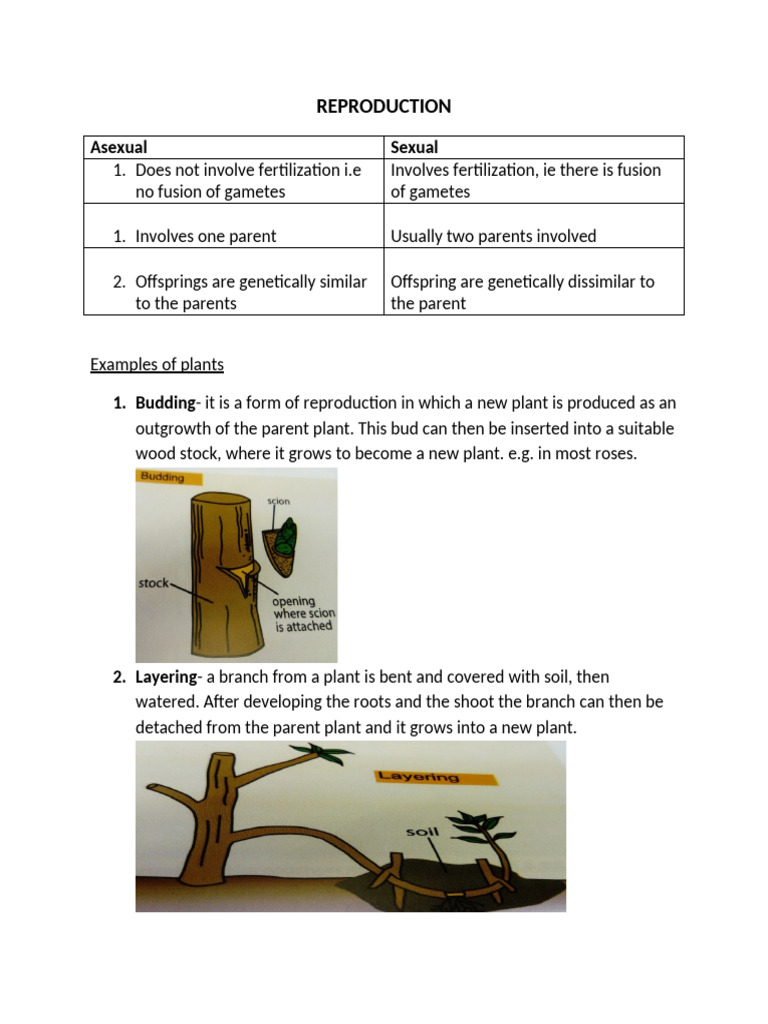Asexual reproduction | PDF | Grafting | Plants