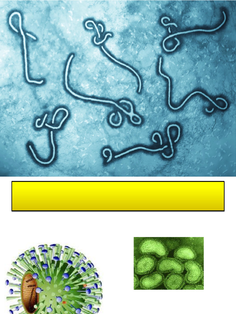 Lecture 2 - Viruses | PDF | Virus | Bacteriophage