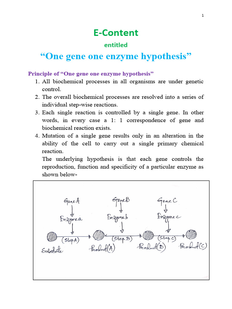 One Gene One Enzyme Hypothesis | PDF | Gene | Proteins One Gene One Enzyme Hypothesis | PDF | Gene | Proteins