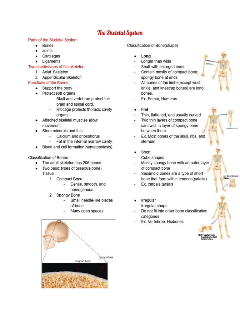 Skeletal System | PDF | Vertebra | Bone