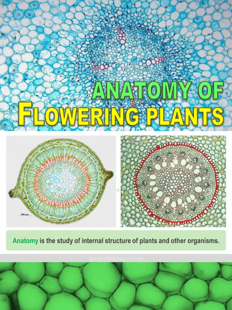 6 Anatomy of Flowering Plants - Picture Slides - Demo | PDF