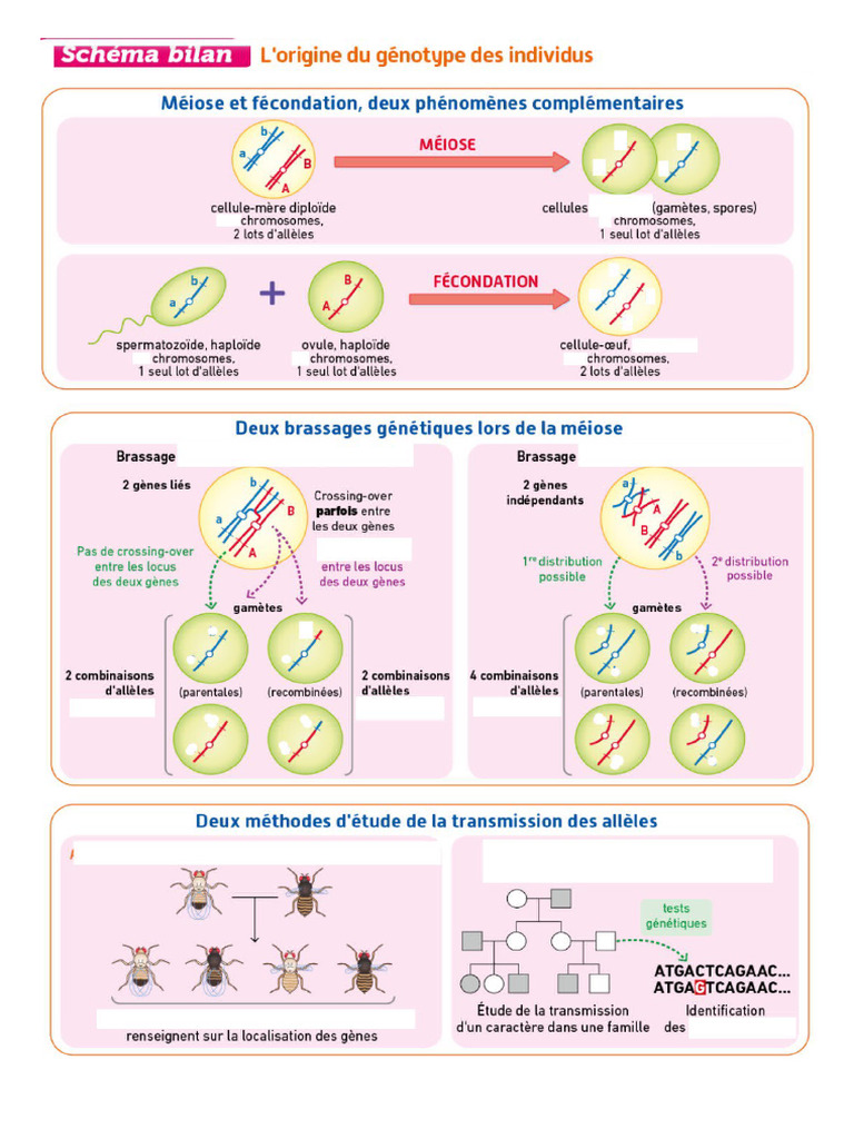 Schema Bilan P 33 Pdf