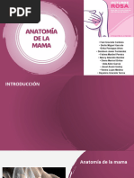 Mamas Masculinas y Femeninas | PDF | Pecho | Anatomía