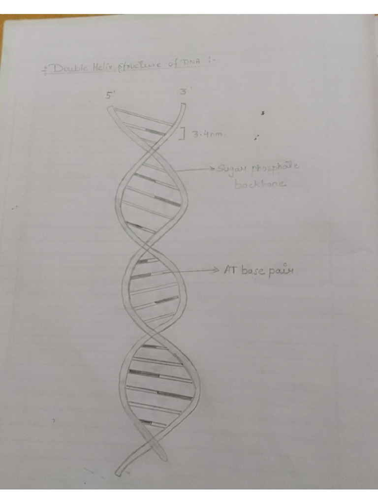 Bio Experiment | PDF