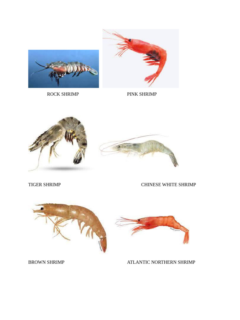 Breeds Shrimp | PDF