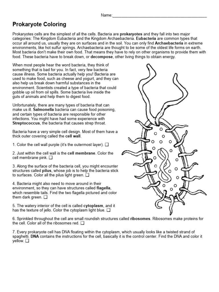 Bacteria Prokaryote Cell Coloring | PDF | Bacteria | Cell (Biology)