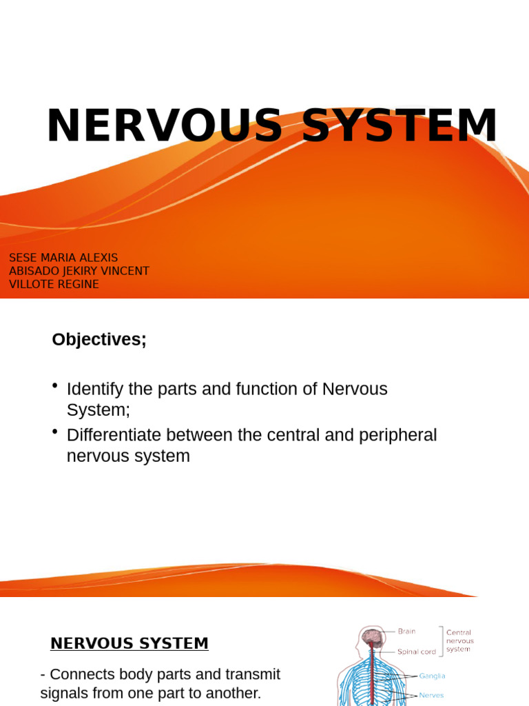 NERVOUS SYSTEM (Bio Report) | PDF | Central Nervous System | Neuron