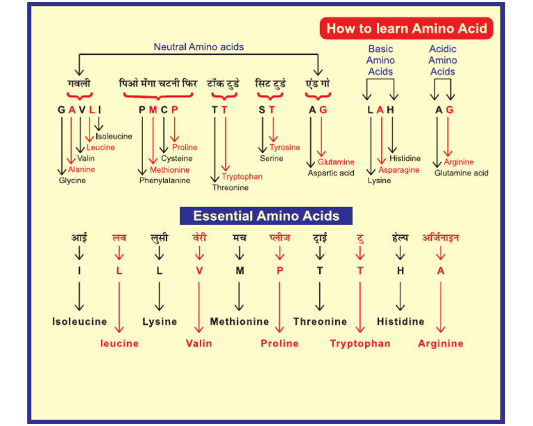 Amino Acids Trick | PDF