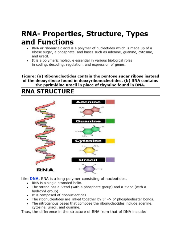 RNA: Structure, Types, and Functions | PDF | Translation (Biology ...