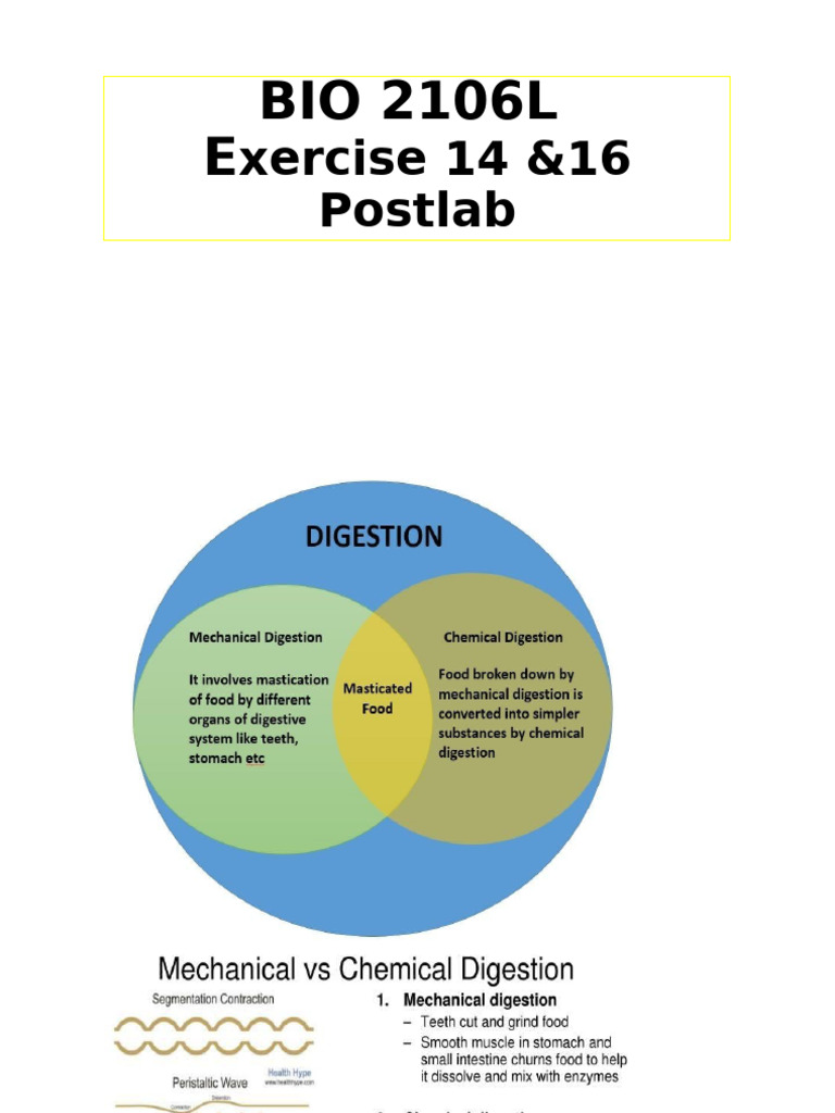 BIO 2106L Ex 14 and 16 Postlab | PDF | Digestion | Breathing