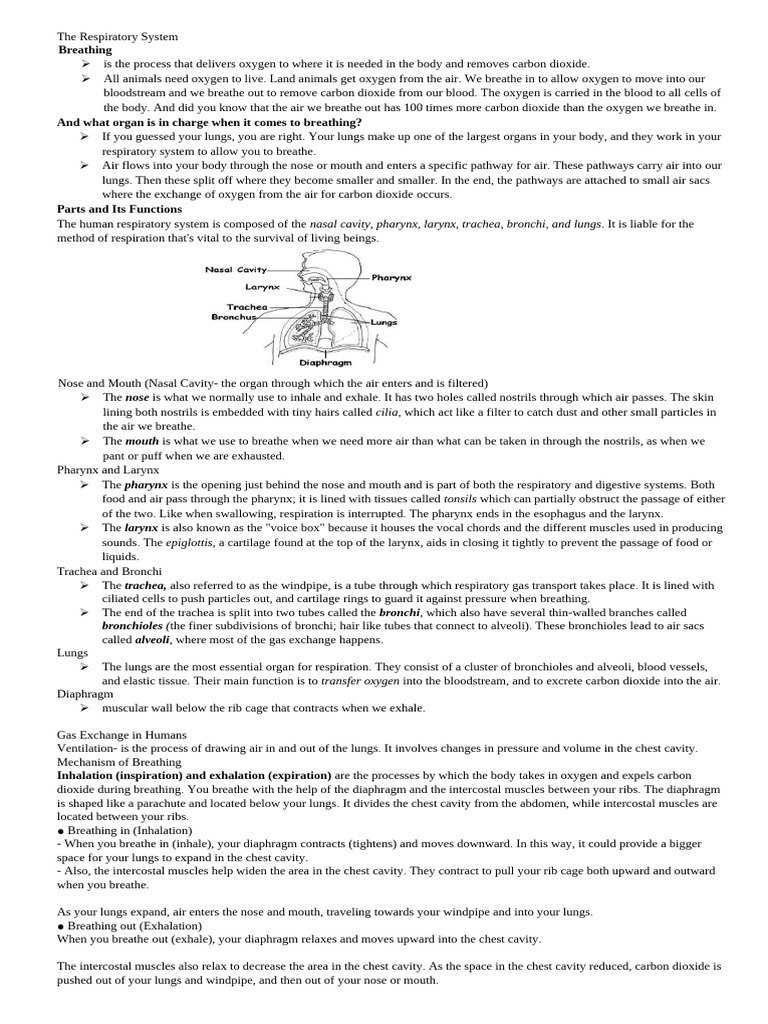 The Respiratory System Notes | PDF | Respiratory System | Breathing