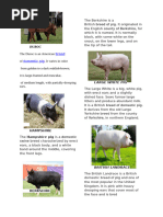 Classifying Swine Breeds for Production | PDF | Pig | Livestock