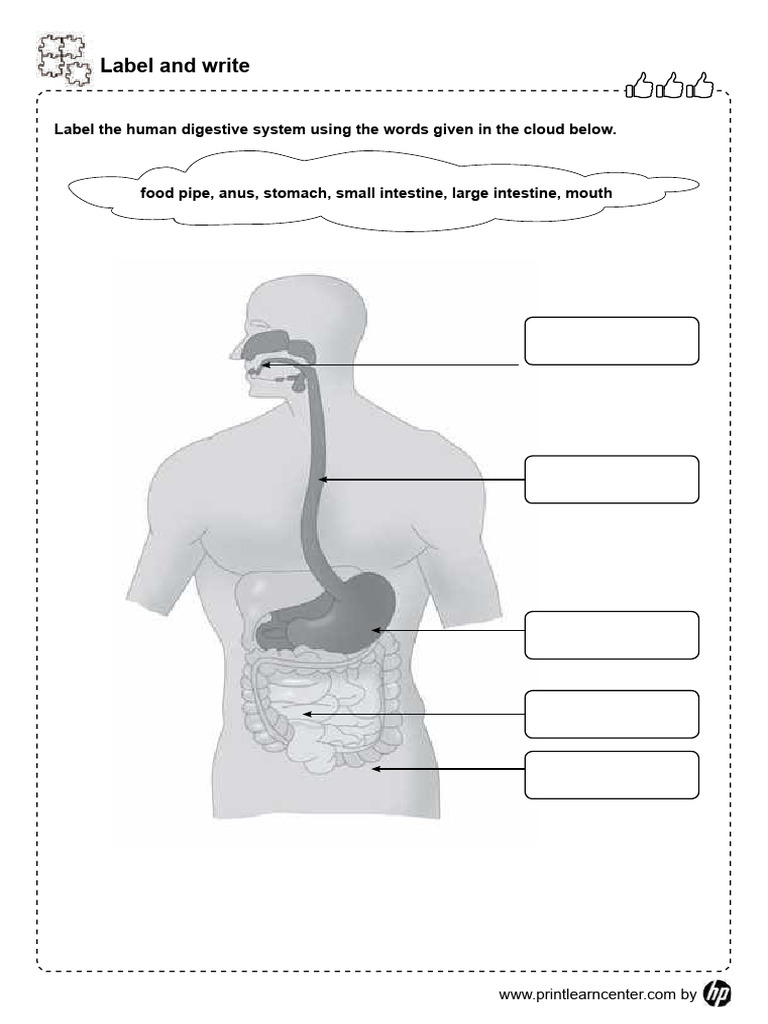 46-8-9-science-our-body-systems-of-the-human-body | PDF