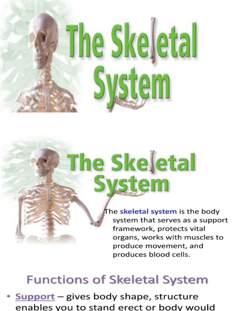 Skeletal System (1) | PDF