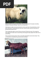 Official List of Breed Codes For Bovine: Beef Breeds | PDF | Livestock | Mammal Breeds
