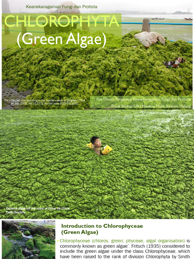 Iii. Chlorophyta Green Algae | PDF | Algae | Reproduction