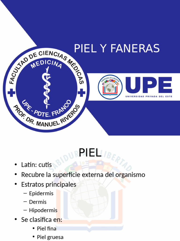 Upe - Clase Piel y Faneras-1 | PDF | Piel | Epidermis