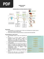 Desarrollo Embrionario III Neurulación | PDF | Anatomía | Biología del ...