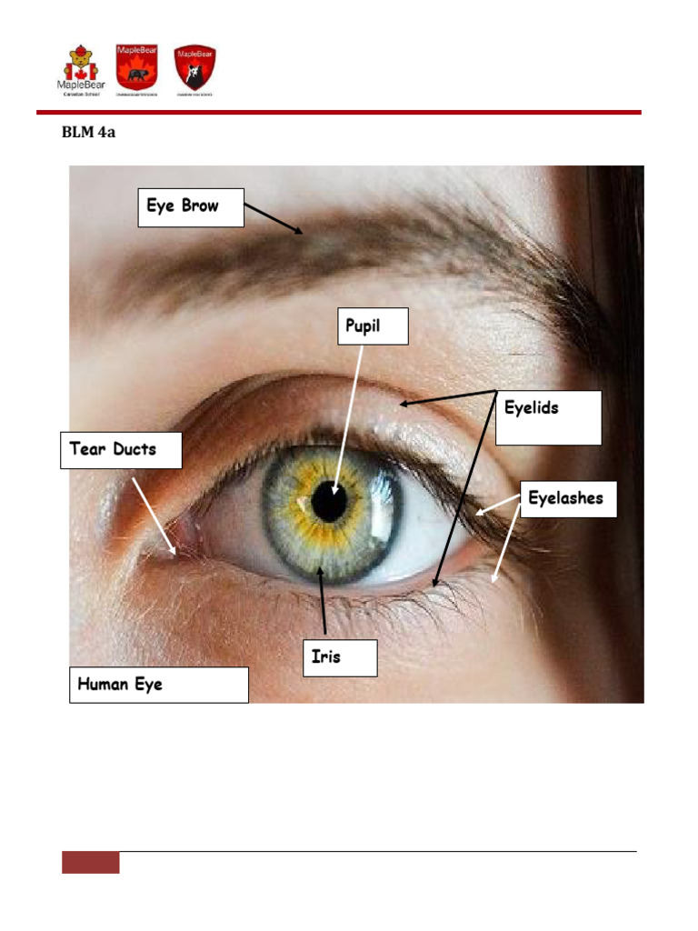 BLM 4a: Eye Brow | PDF