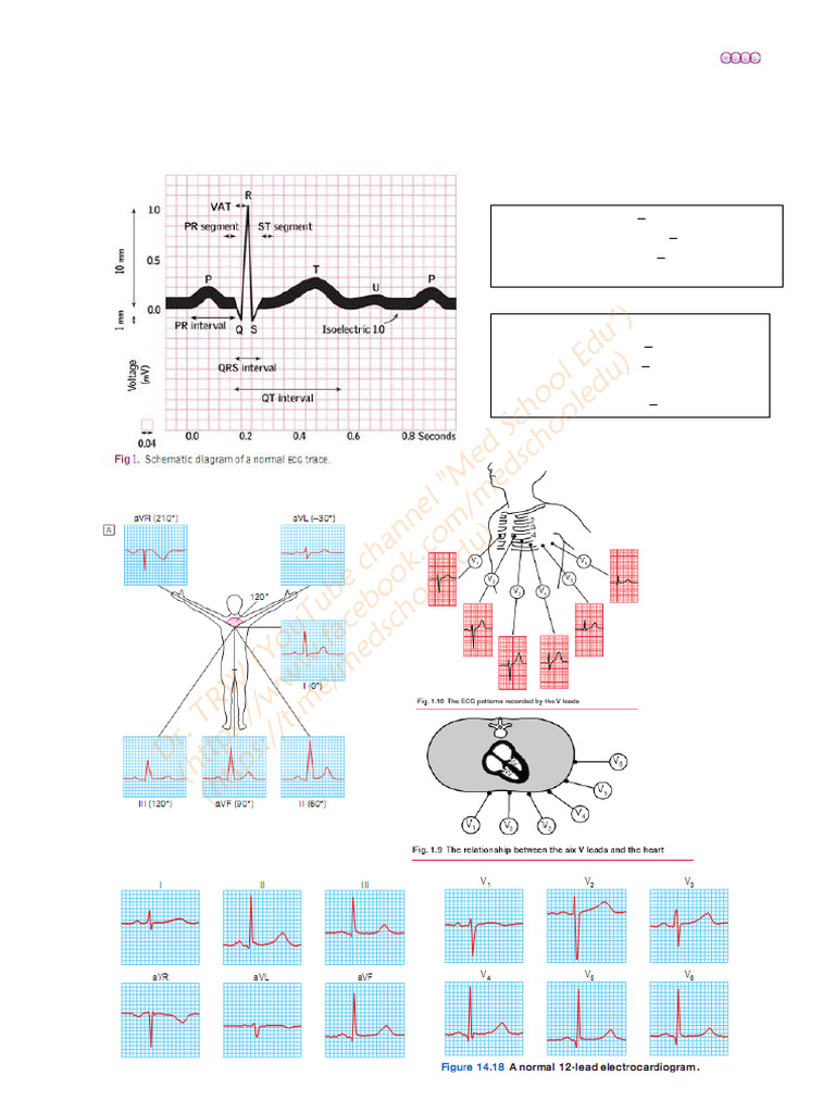 ECG overview | PDF | Electrocardiography | Electrophysiology