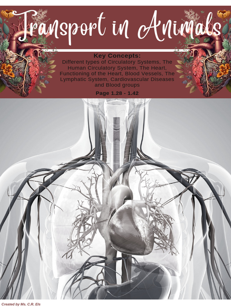 Transport in Animals (2) | PDF | Heart Valve | Heart