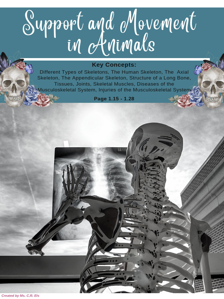Support and Movement in Animals | PDF | Vertebra | Vertebral Column