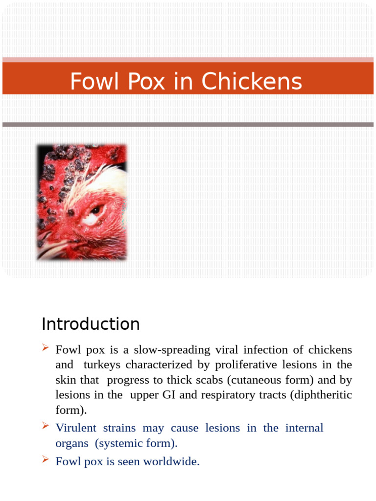 MEDICINE - Fowl Pox in Chickens and Avian Influanza | PDF | Infection ...
