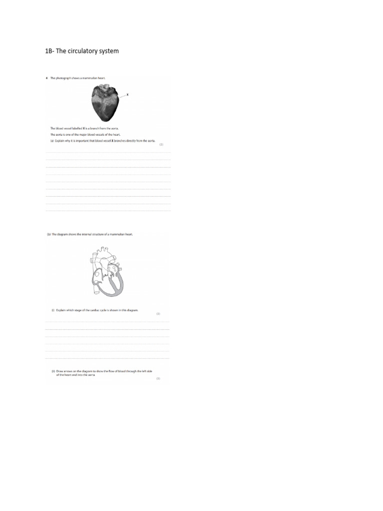 1B Heart Structure | PDF