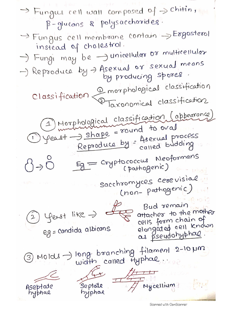 Mycology (Quick Revision Notes) | PDF