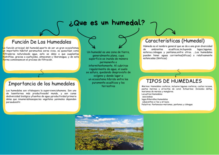 Funciones y Tipos de Humedales | PDF | Humedal | Hidrografía