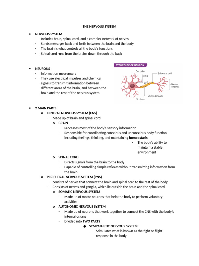 THE NERVOUS SYSTEM | PDF | Nervous System | Central Nervous System