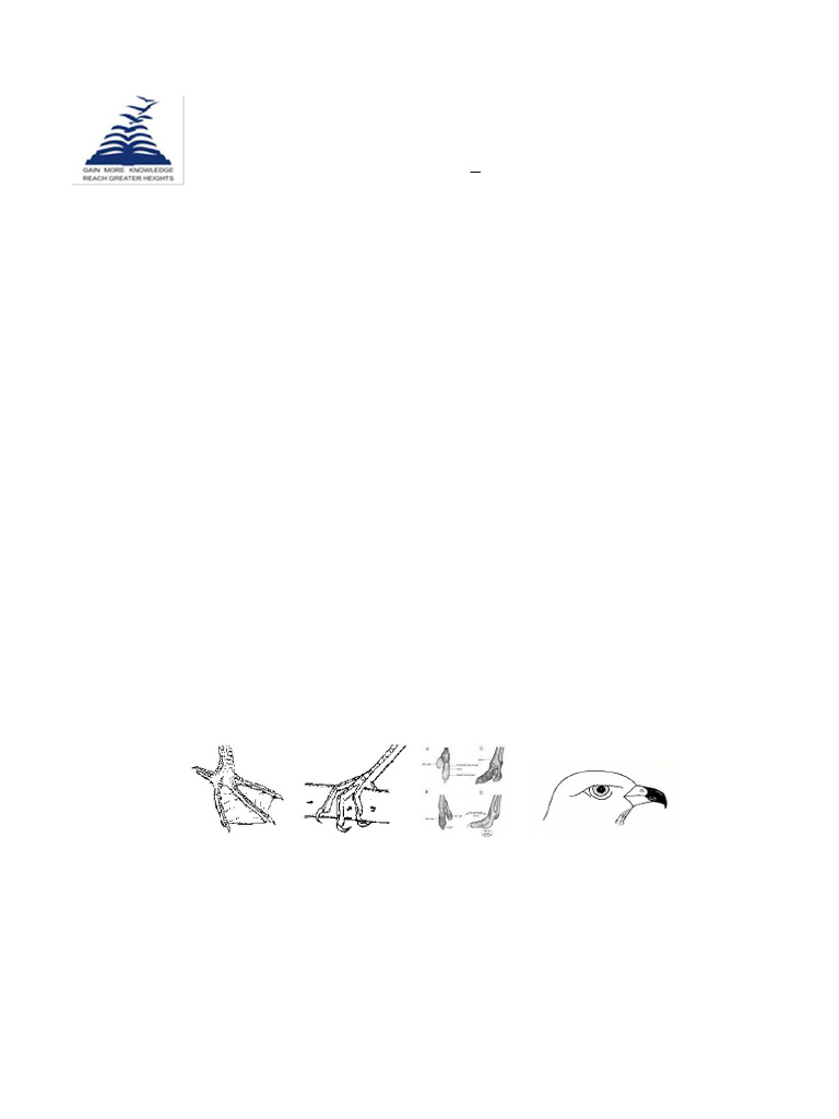 Revision Worksheet 4 Birds | PDF