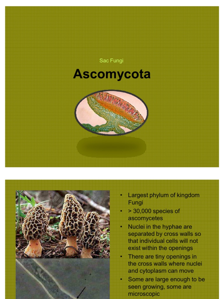 Ascomycota | PDF | Biological Interactions | Organisms