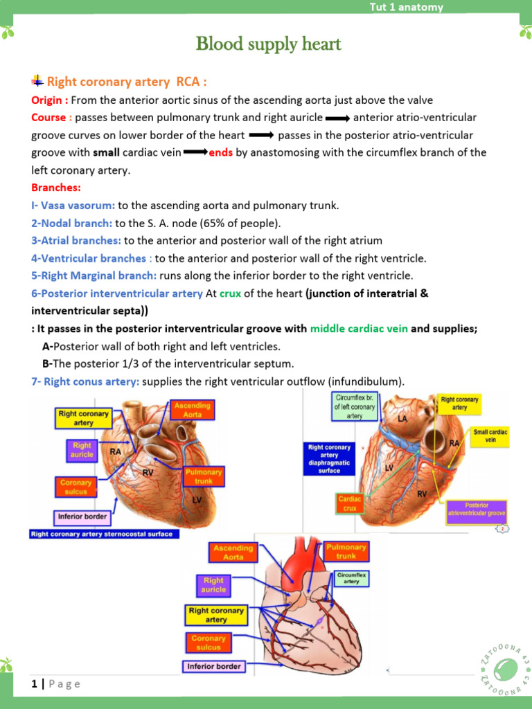 Tut 1 Anatomy Cvs 43 PDF Final ... | PDF | Coronary Circulation | Heart
