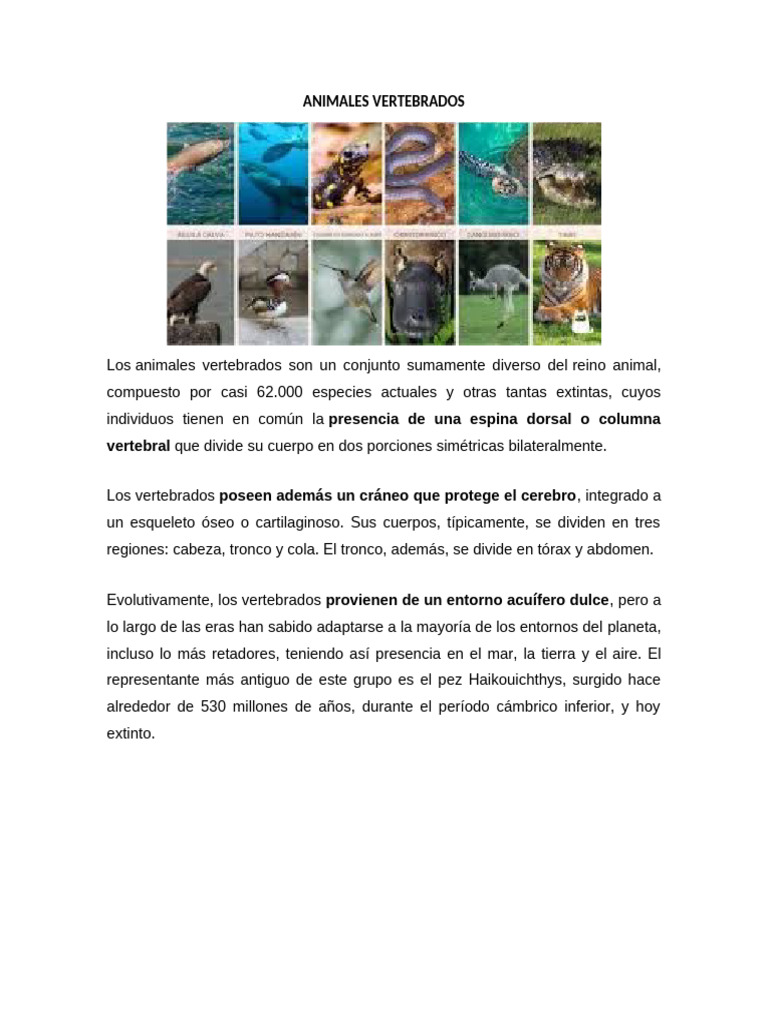 Clasificación de Animales Vertebrados | PDF | Vertebrados | Anfibio