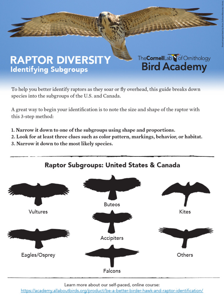 Raptor Identification Guide for North America | PDF | Birds Of Prey | Eagle
